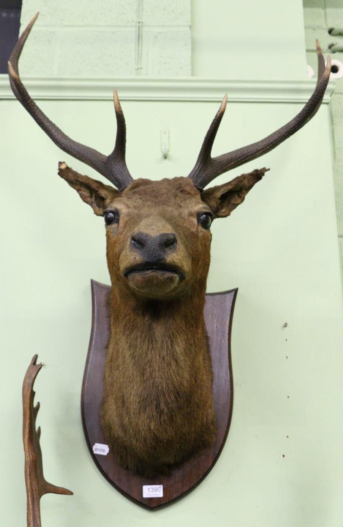 Lot 1390 - Taxidermy: Red Deer (cervus elaphus),