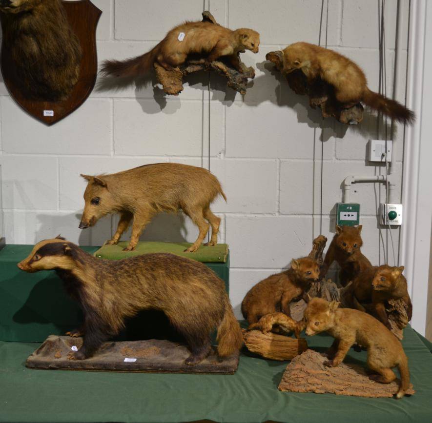Lot 1002 - Badger, full mount; Wild Boar piglet, full