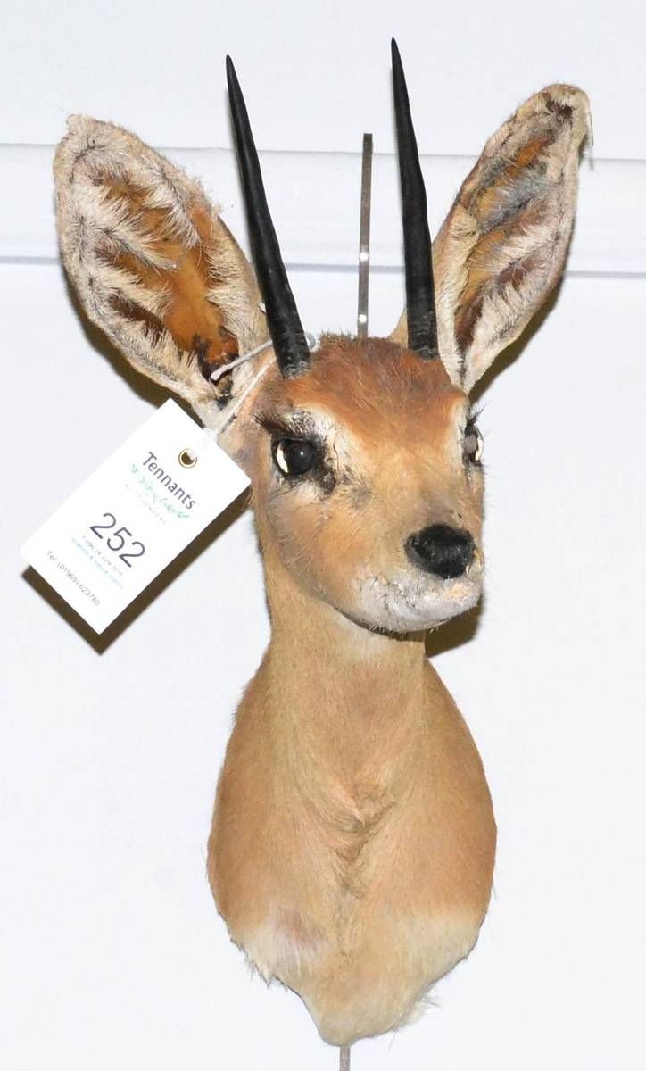 Lot 252 - Steenbok (Raphicerus campestris), shoulder