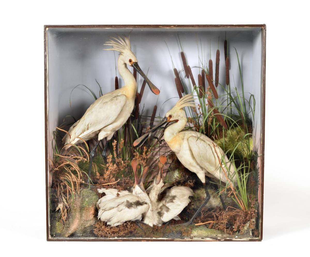 Lot 500 - Eurasian Spoonbill (Platalea leucorodia),