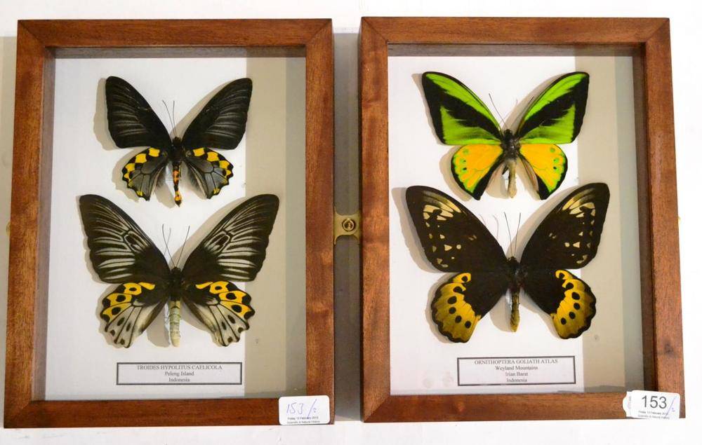 Lot 153 - Butterflies, male and female of each species,