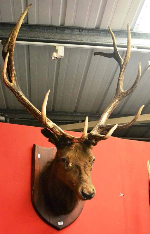 Lot 158 - Wapiti (Cervus canadensis), early 20th