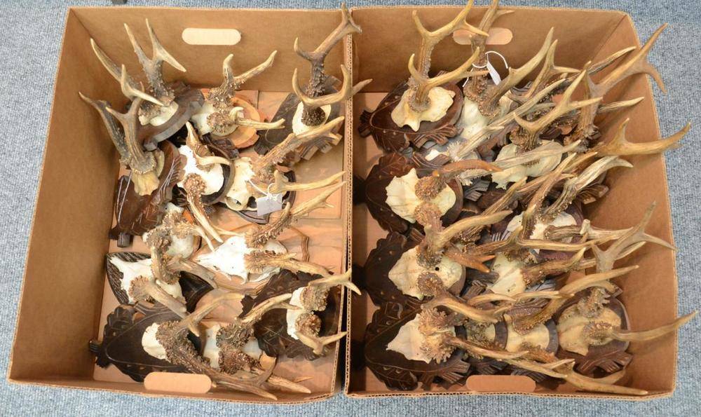 Lot 433 - Roe Deer (Capreolus capreolus), 20th century,