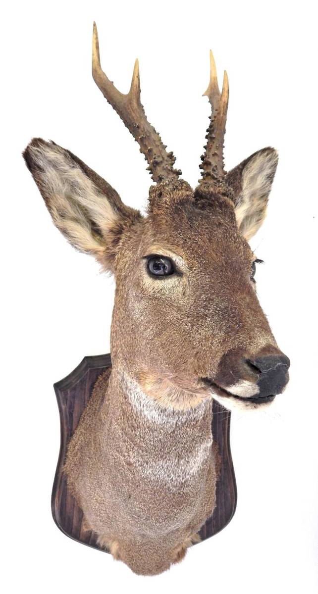 Lot 25 - Taxidermy: Roe Buck (Capreolus capreolus),