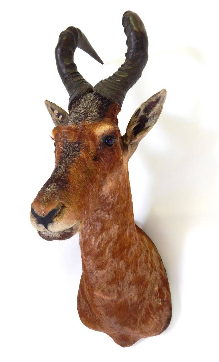 Lot 85 - Taxidermy: Red Hartebeest (Alcelaphus caama),