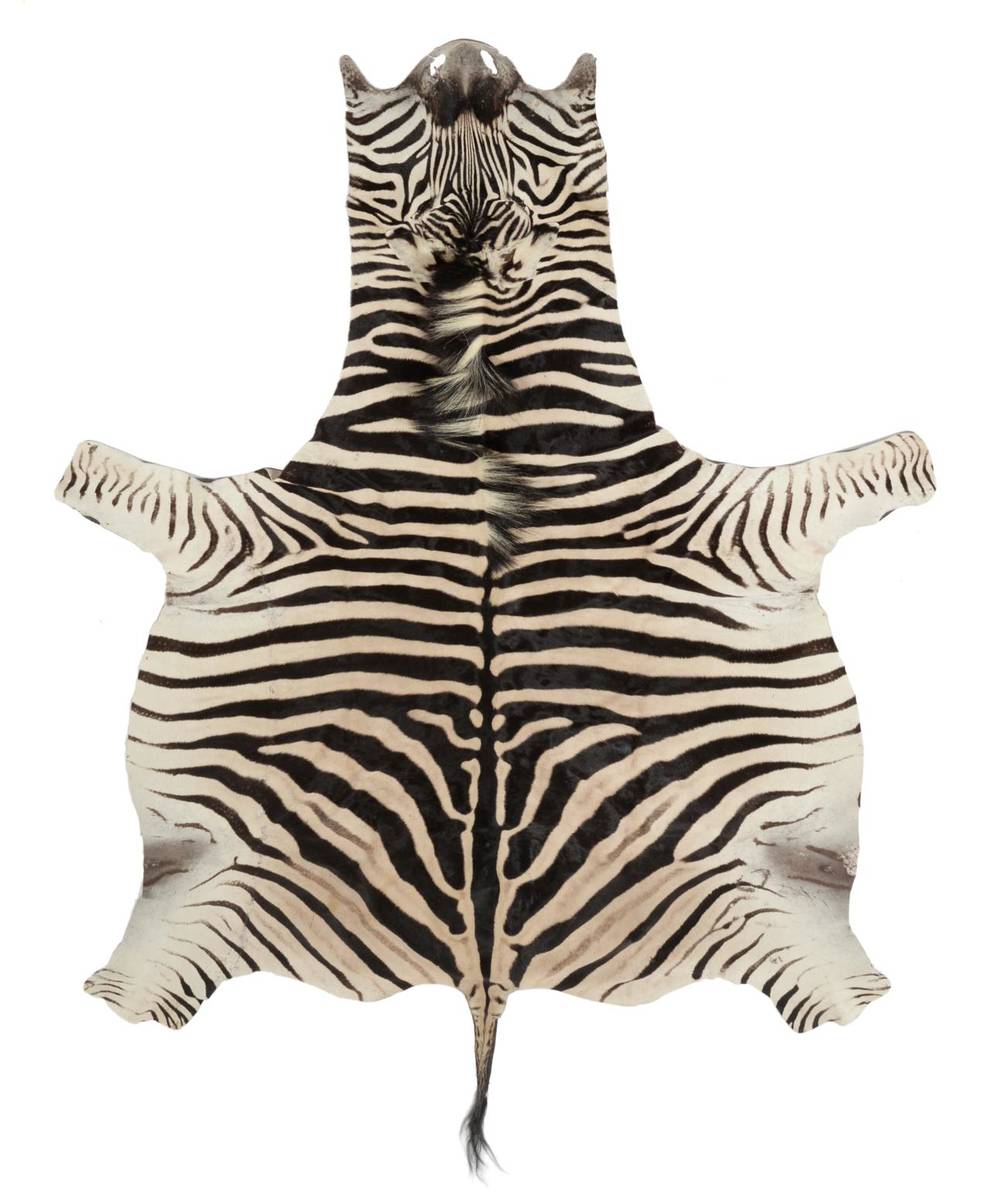 Lot 131 - Taxidermy: Burchells Zebra Skin (Equus