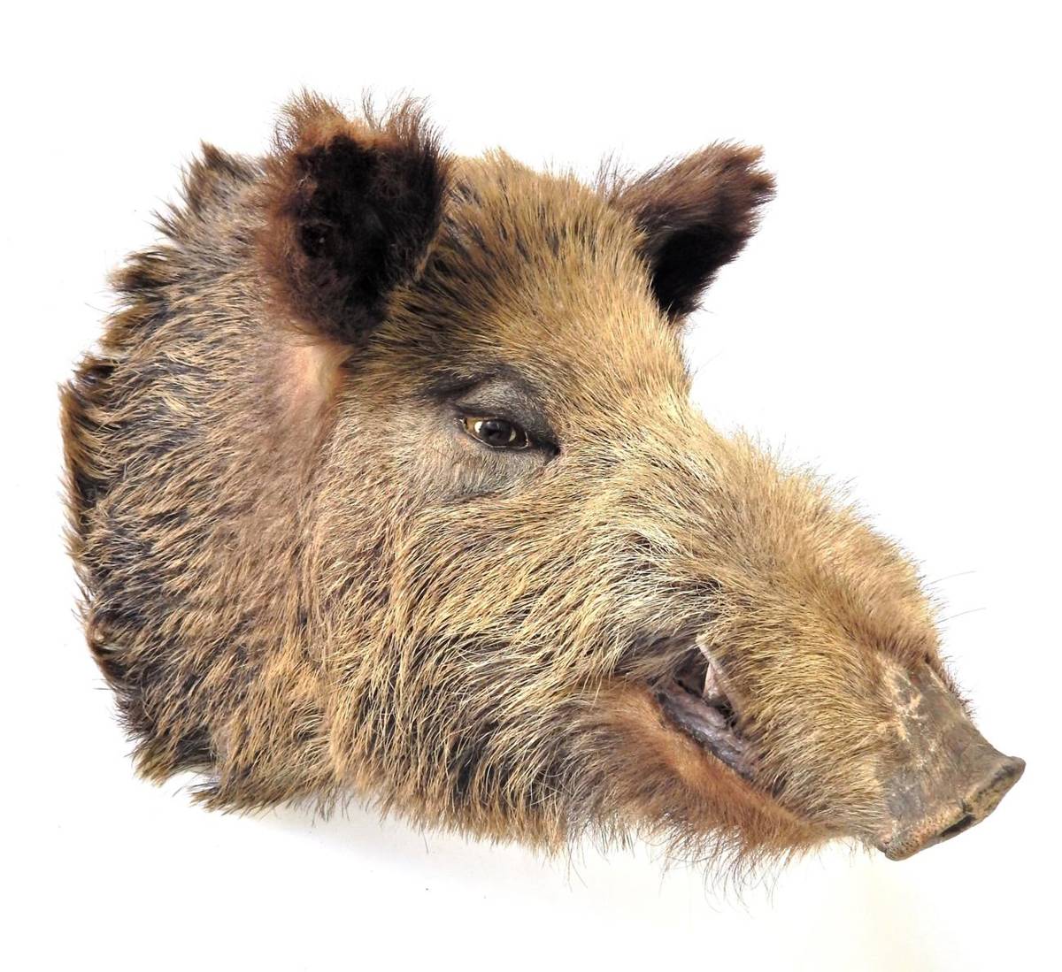 Lot 212 - Taxidermy: European Wild Boar (Sus scrofa),