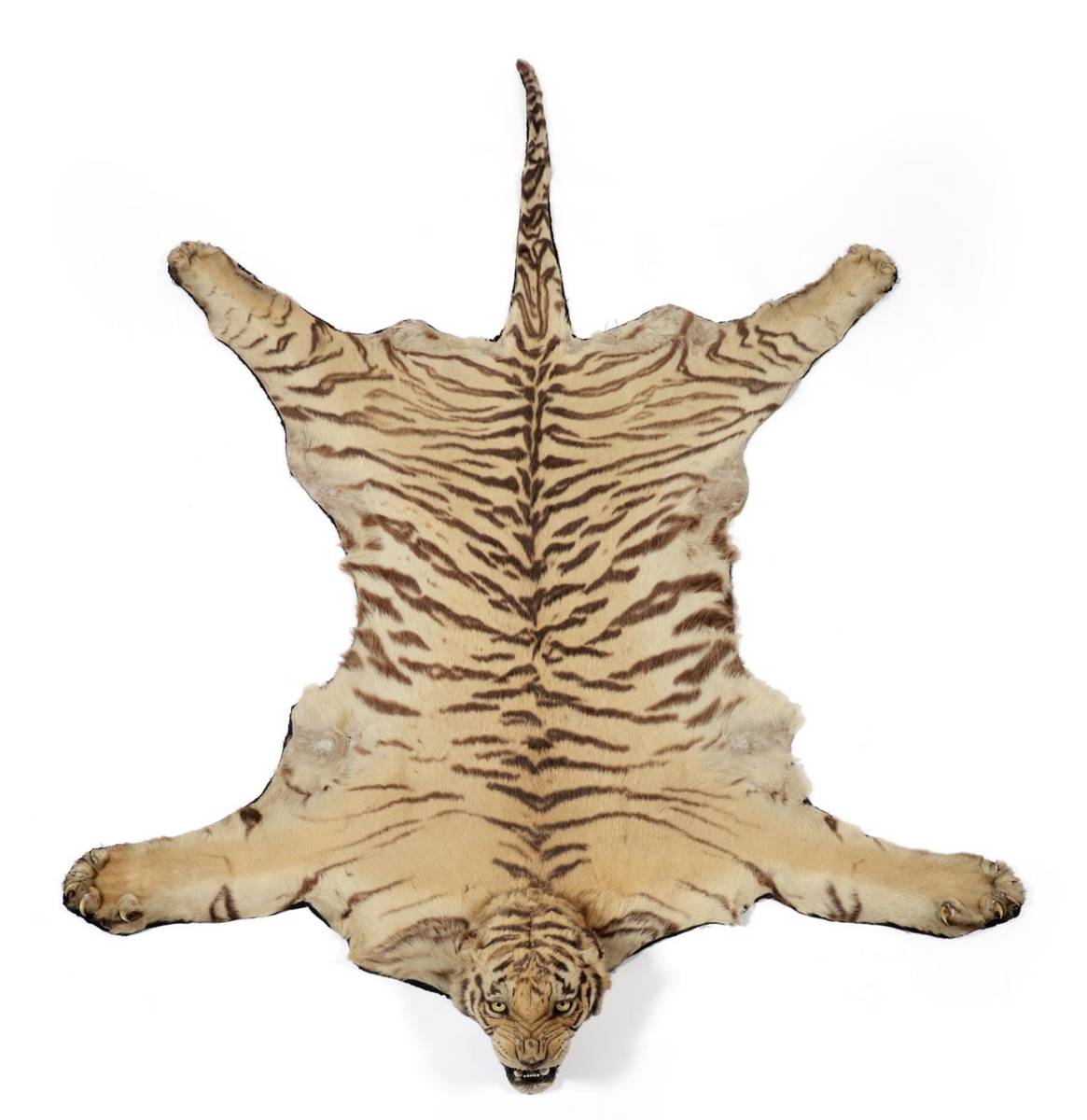 Lot 244 - Taxidermy: Bengal Tiger (Panthera tigris