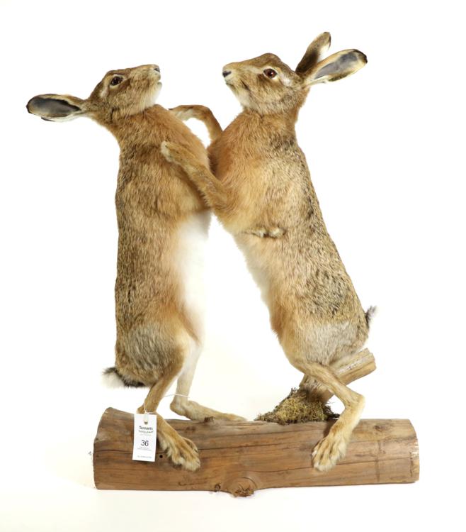 Lot 36 - Taxidermy: A Pair of Boxing March Hares