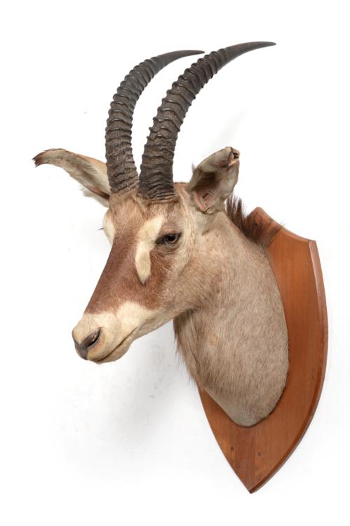 Lot 105 - Taxidermy: Southern Roan Antelope