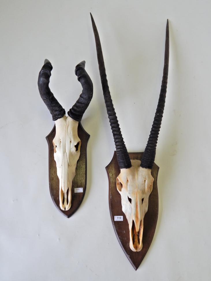 Lot 119 - Taxidermy: Kalahari Gemsbok Oryx (Oryx