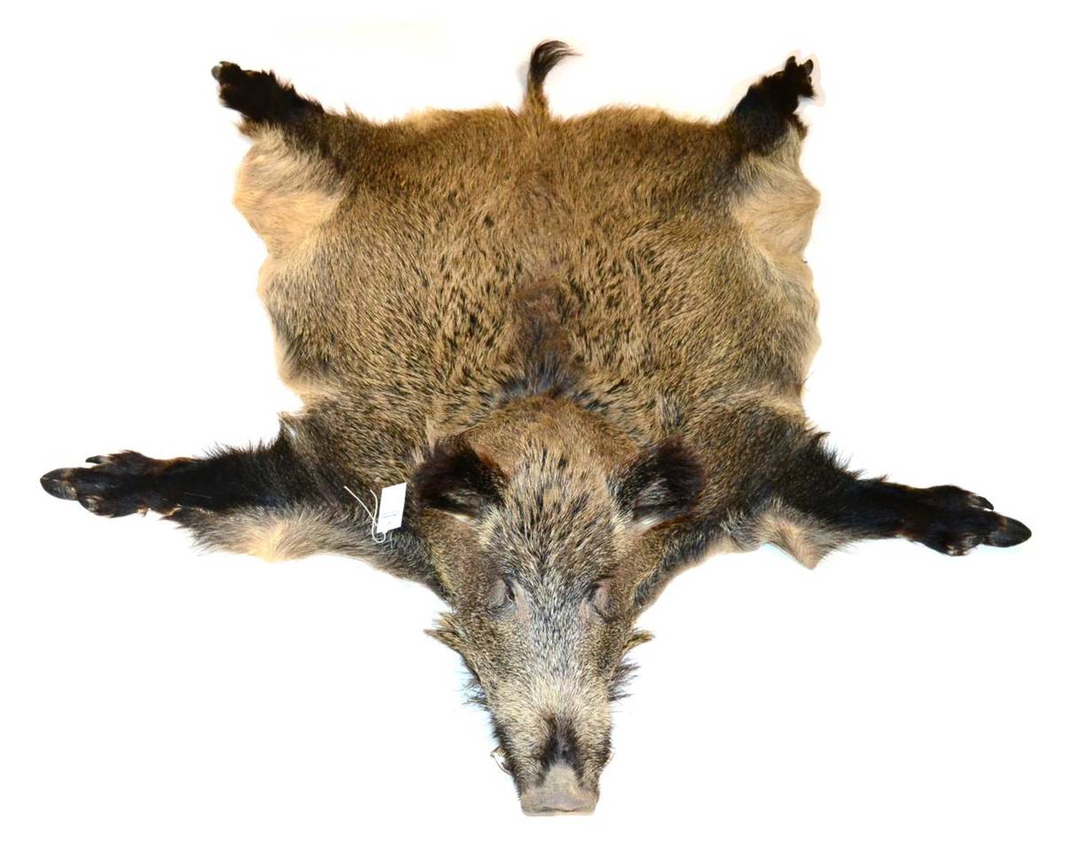 Lot 82 - Wild Boar (Sus scrofa), modern, flat skin rug