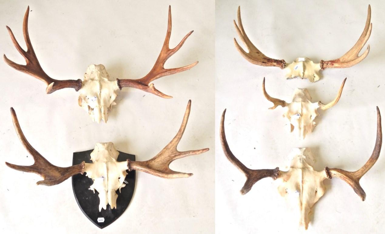 Lot 52 - European Moose (Alces alces), five pairs of