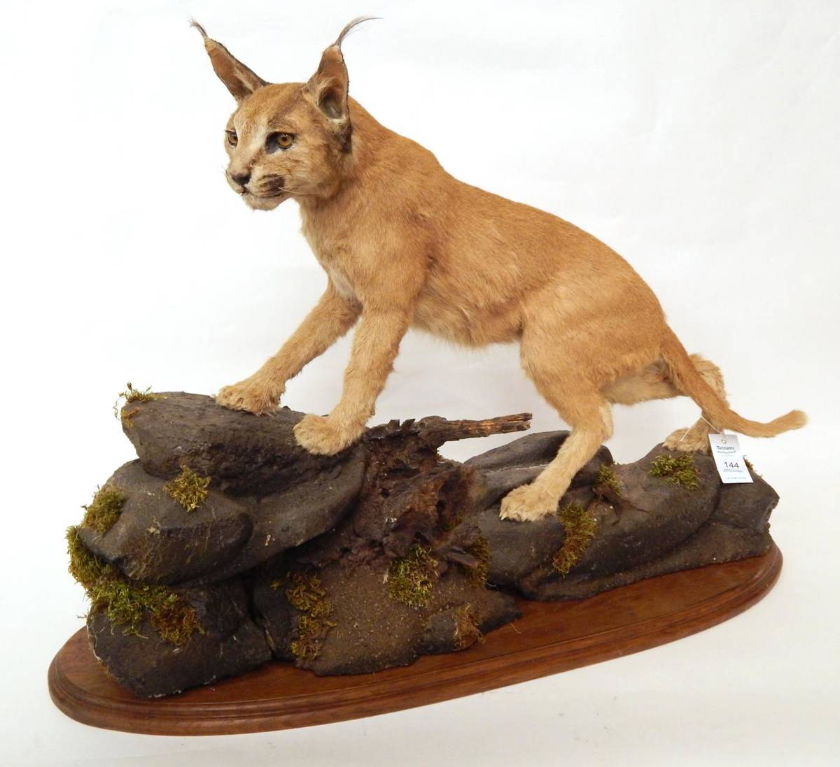 Lot 144 - African Caracal (Caracal caracal), circa
