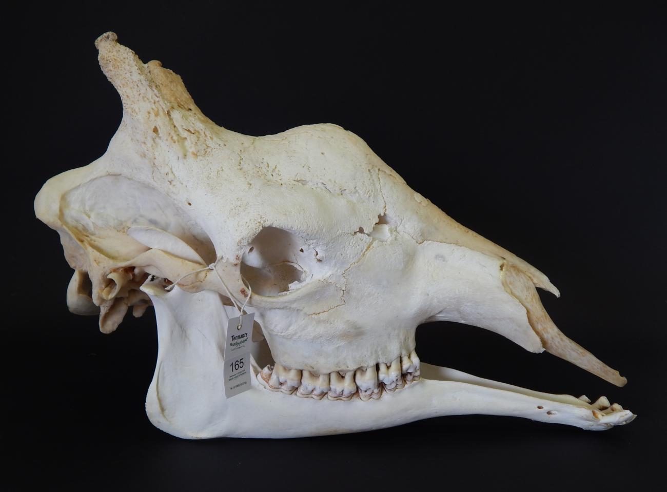 Lot 162 - Bull Giraffe (Camelopardalis reticulata),