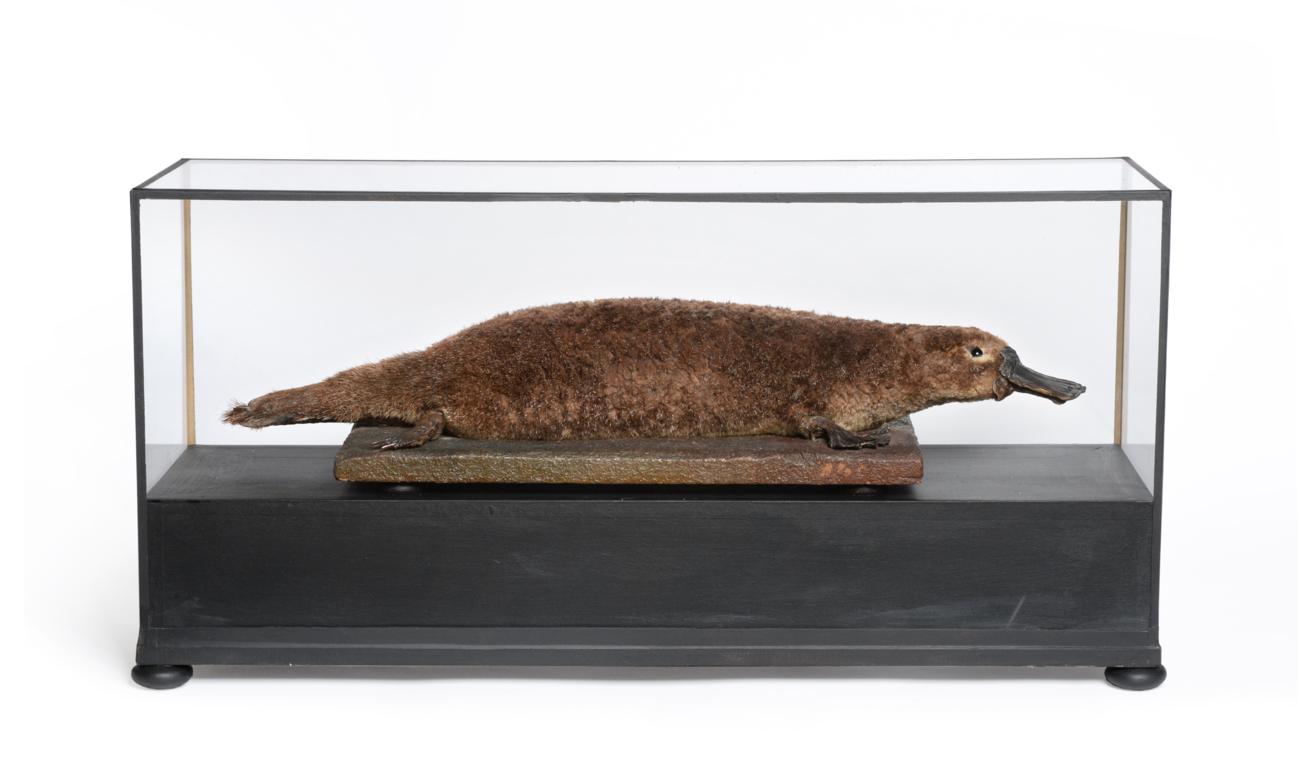 Lot 273 - Duck-Billed Platypus (Ornithorhynchus