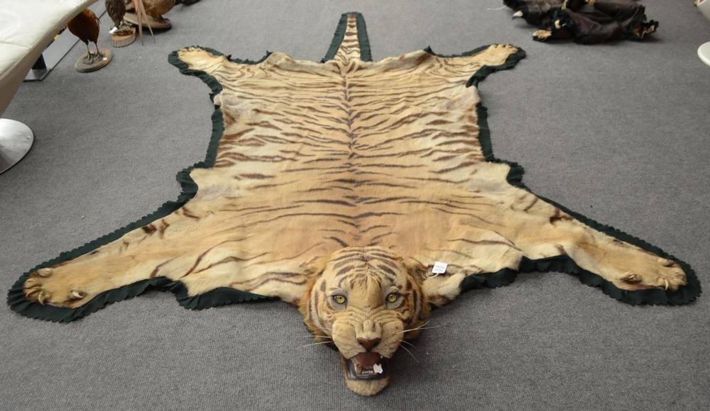 Lot 2026 - Tiger (Panthera tigris), shot by Major
