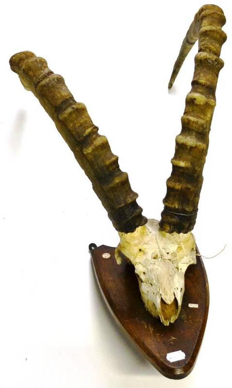 Lot 1261 - Siberian Ibex (Capra ibex sibirica), horns