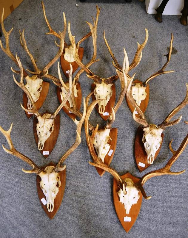Lot 1306 - Ten Roe and Fallow Deer Antlers, 20th