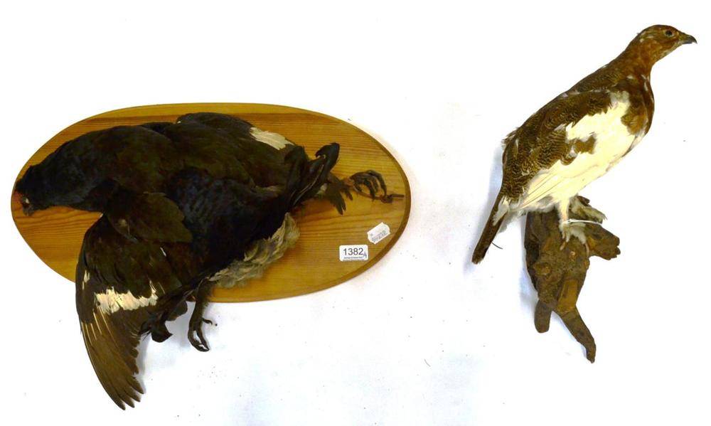 Lot 1382 - Blackgame (Tetrao tetrix), two full mounts,