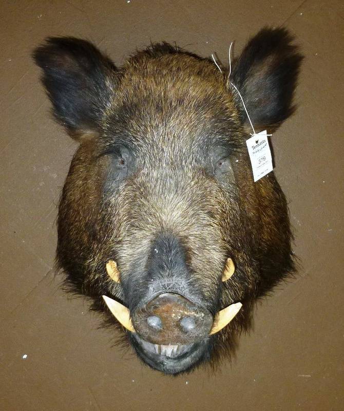 Lot 379 - Wild Boar (Sus scrofa), circa 2000, head