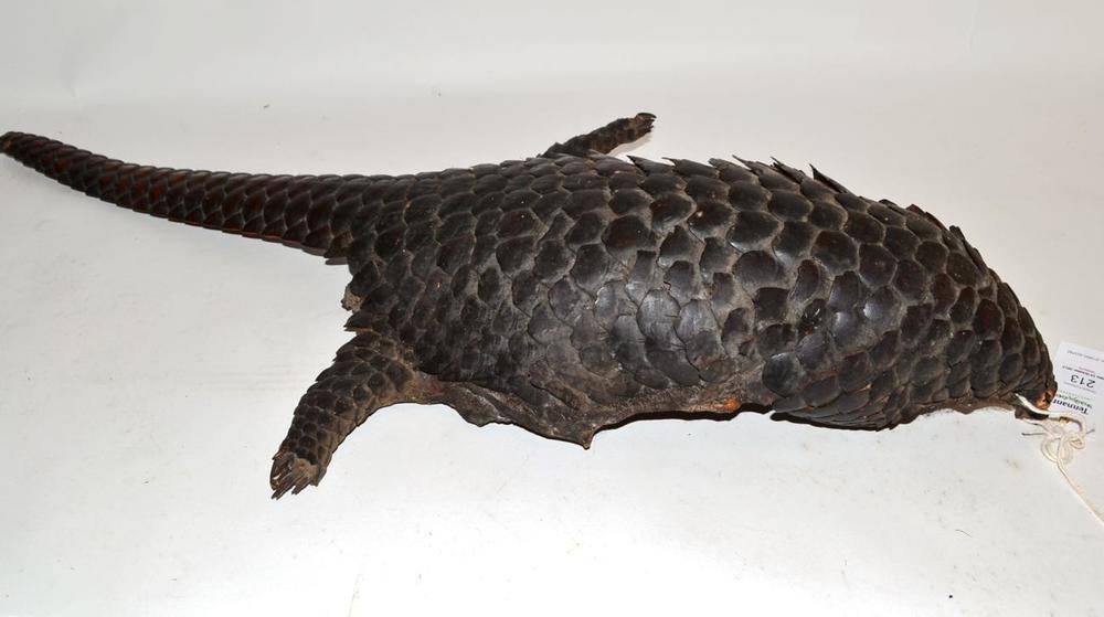 Lot 213 - Pangolin (Manis temminckii), circa 1900 or