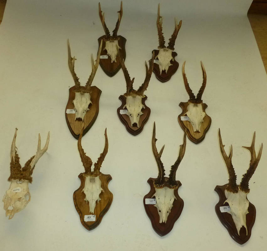 Lot 187 - Roe Deer (Capreolus capreolus), eight sets