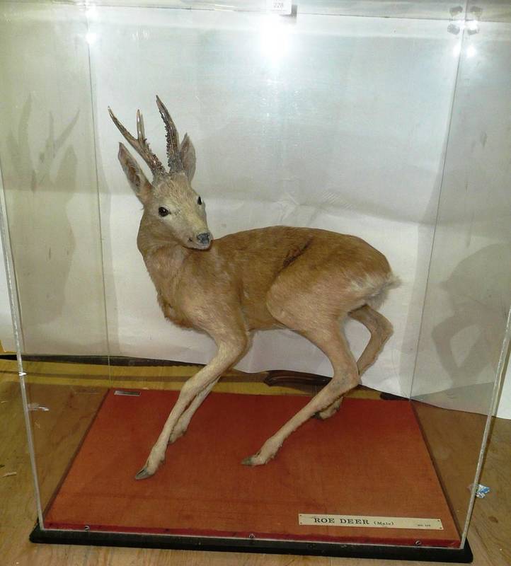 Lot 228 - Roe Deer (Capreolus capreolus), male, full