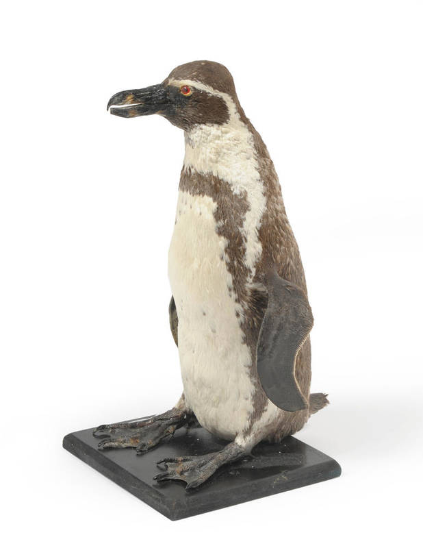 Lot 261 - Jackass Penguin (Speniscus demersus), circa