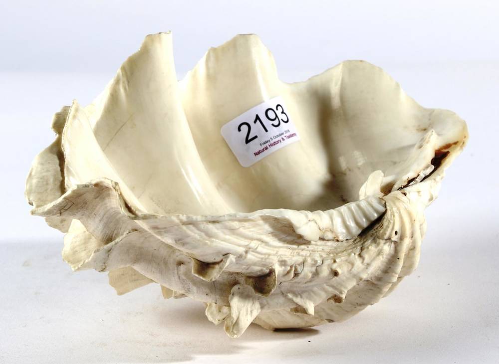 Lot 2193 - Conchology: Fluted Giant Clam (Tridacna