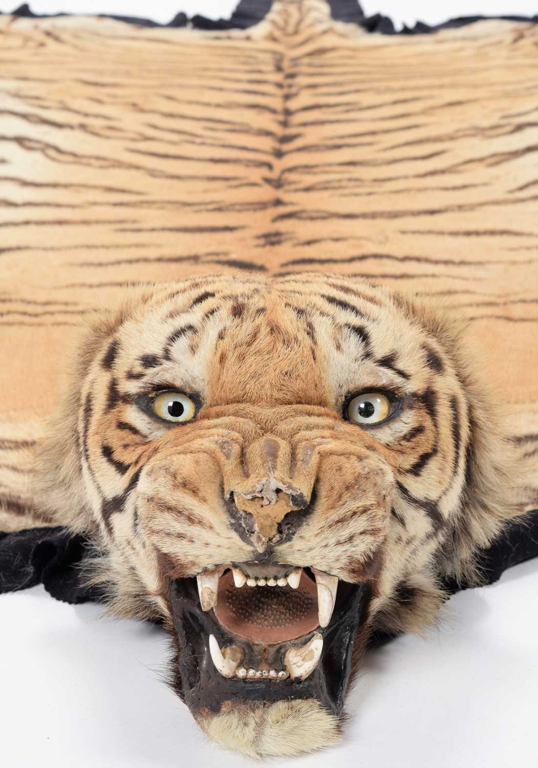 Lot 133 - Taxidermy: Bengal Tiger Skin Rug (Panthera