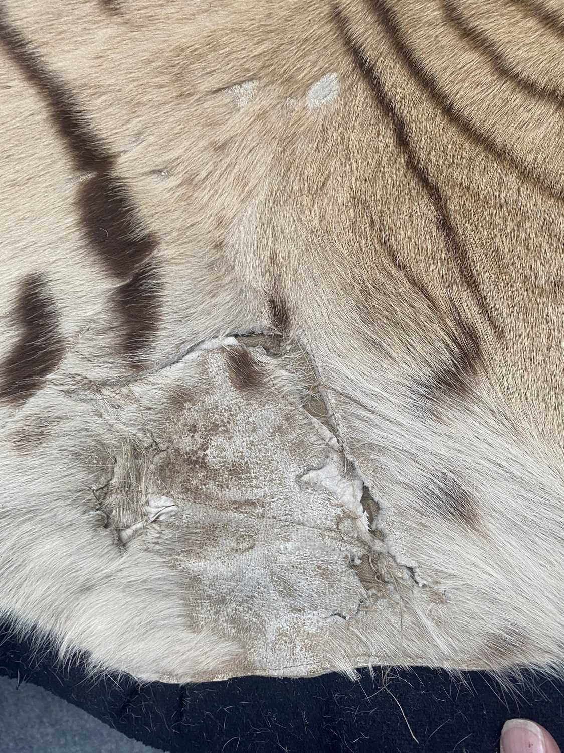 Lot 133 - Taxidermy: Bengal Tiger Skin Rug (Panthera
