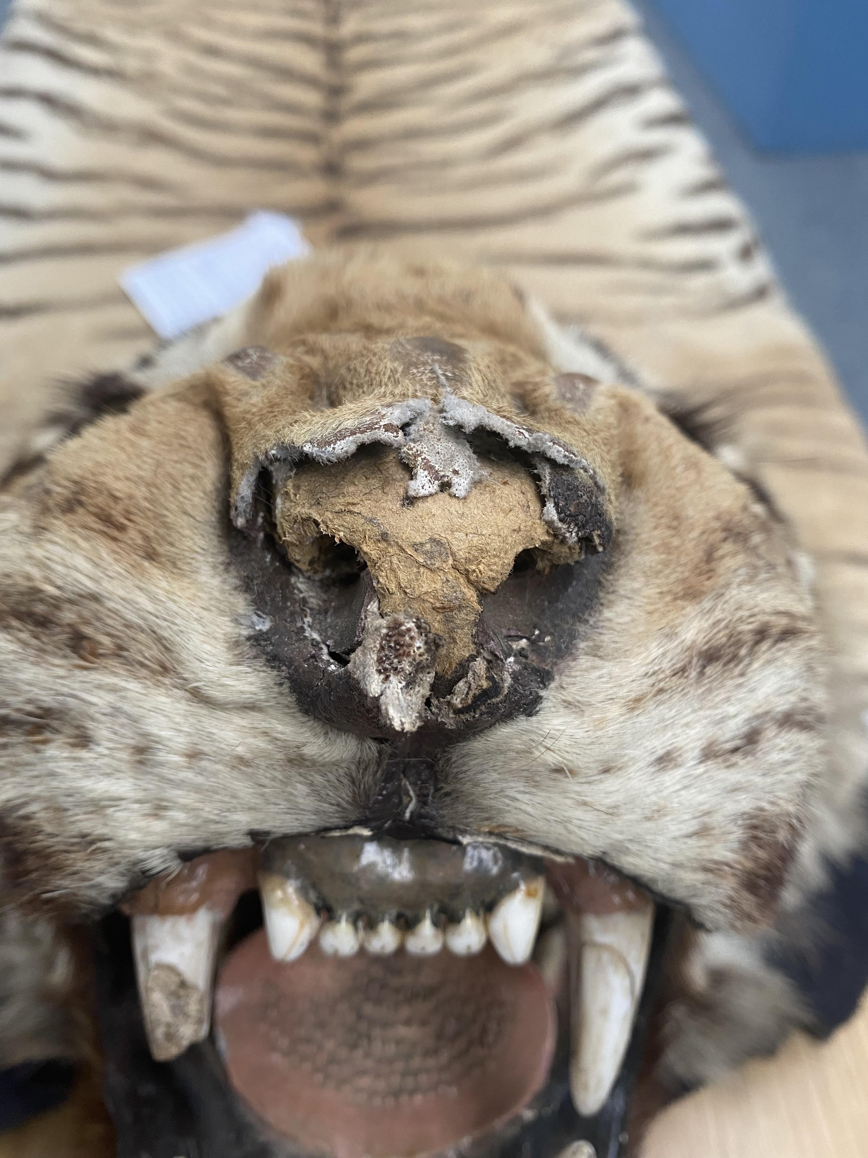 Lot 133 - Taxidermy: Bengal Tiger Skin Rug (Panthera