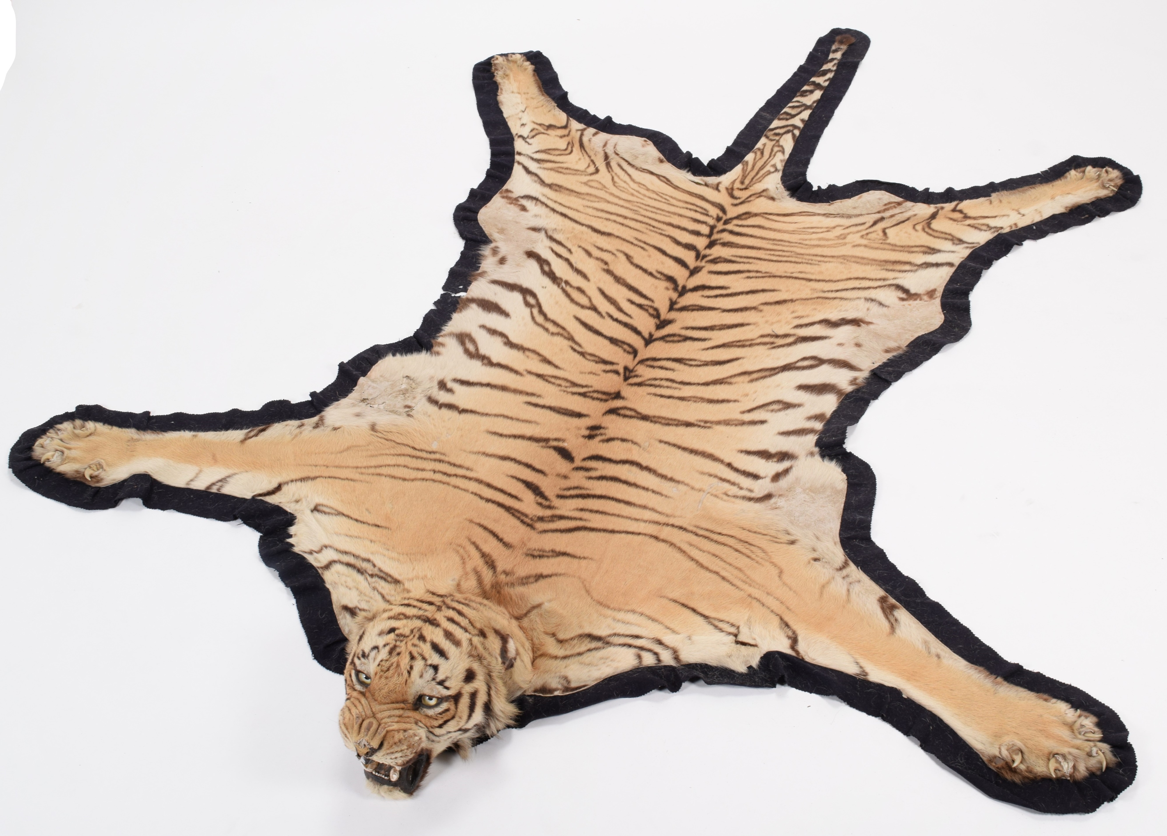 Lot 133 - Taxidermy: Bengal Tiger Skin Rug (Panthera