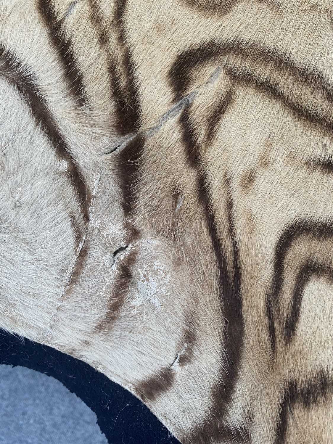 Lot 133 - Taxidermy: Bengal Tiger Skin Rug (Panthera