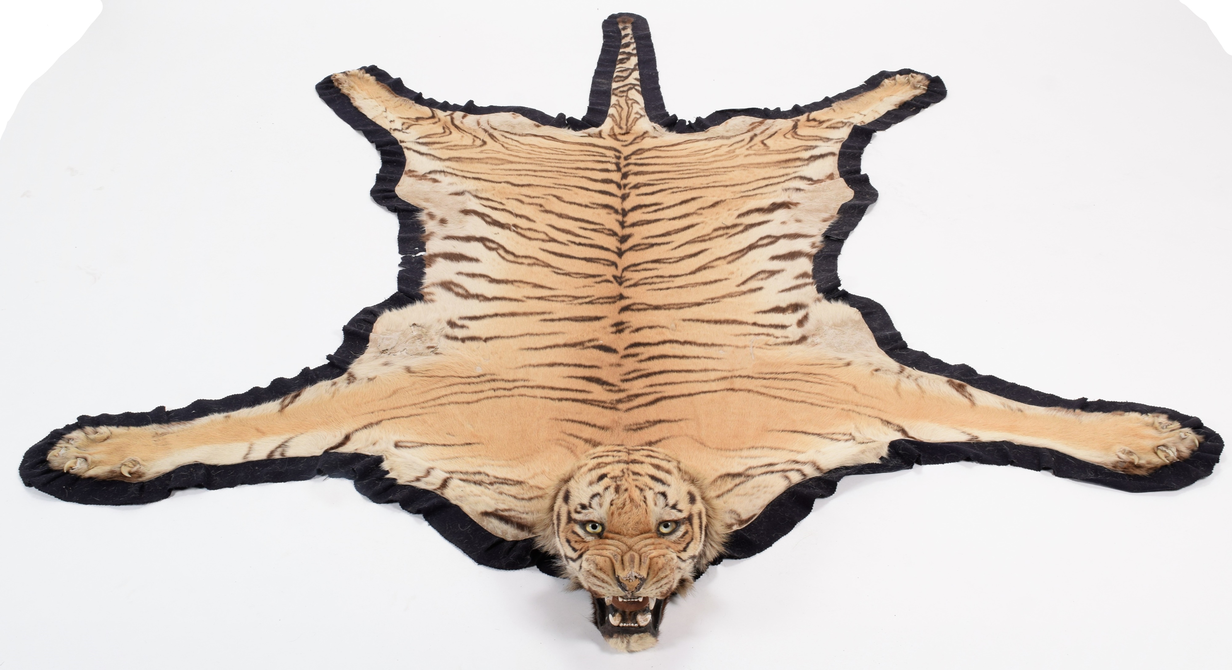 Lot 133 - Taxidermy: Bengal Tiger Skin Rug (Panthera