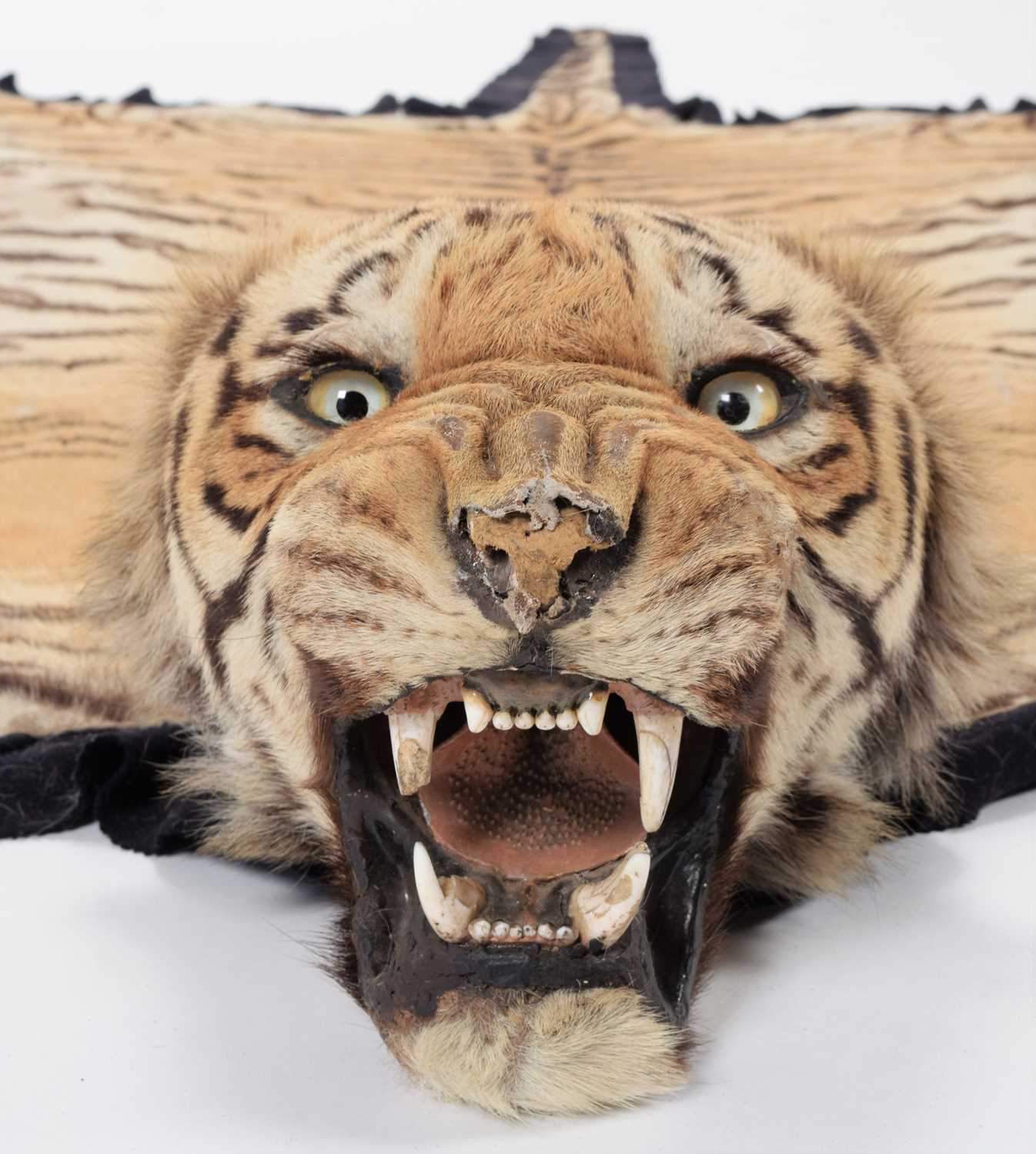Lot 133 - Taxidermy: Bengal Tiger Skin Rug (Panthera