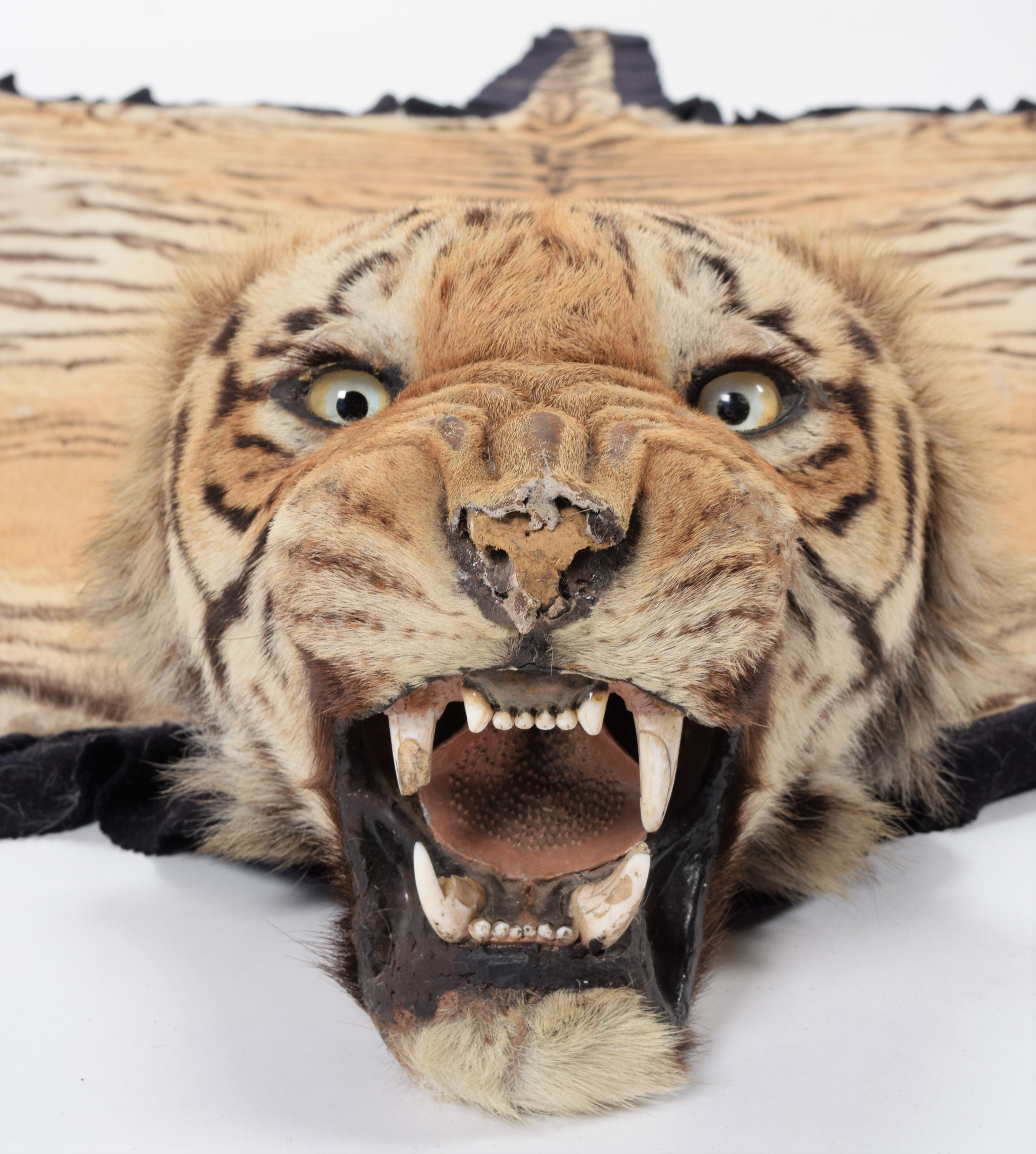 Lot 133 - Taxidermy: Bengal Tiger Skin Rug (Panthera