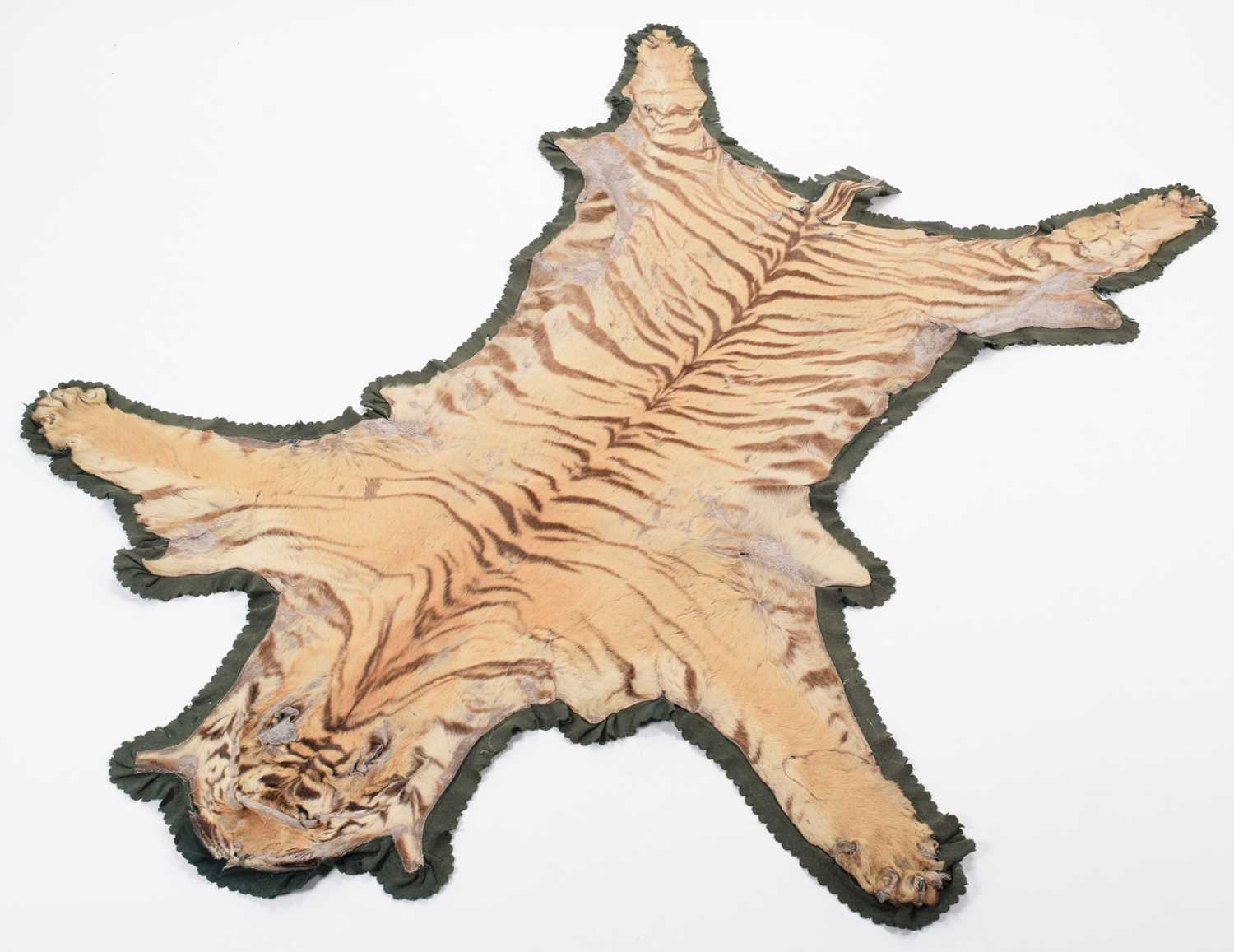 Lot 154 - Taxidermy: Bengal Tiger Skin (Panthera
