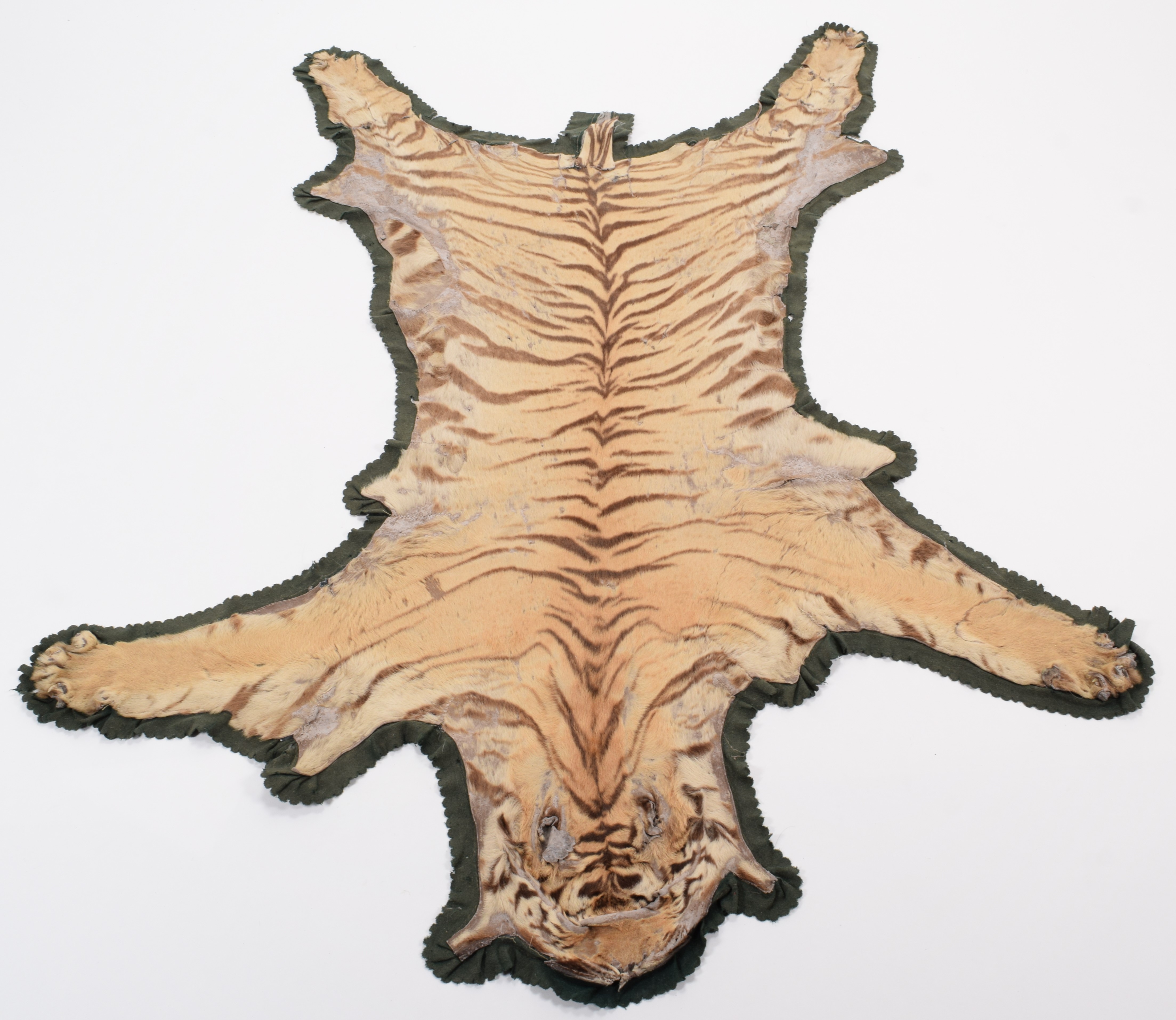 Lot 154 - Taxidermy: Bengal Tiger Skin (Panthera