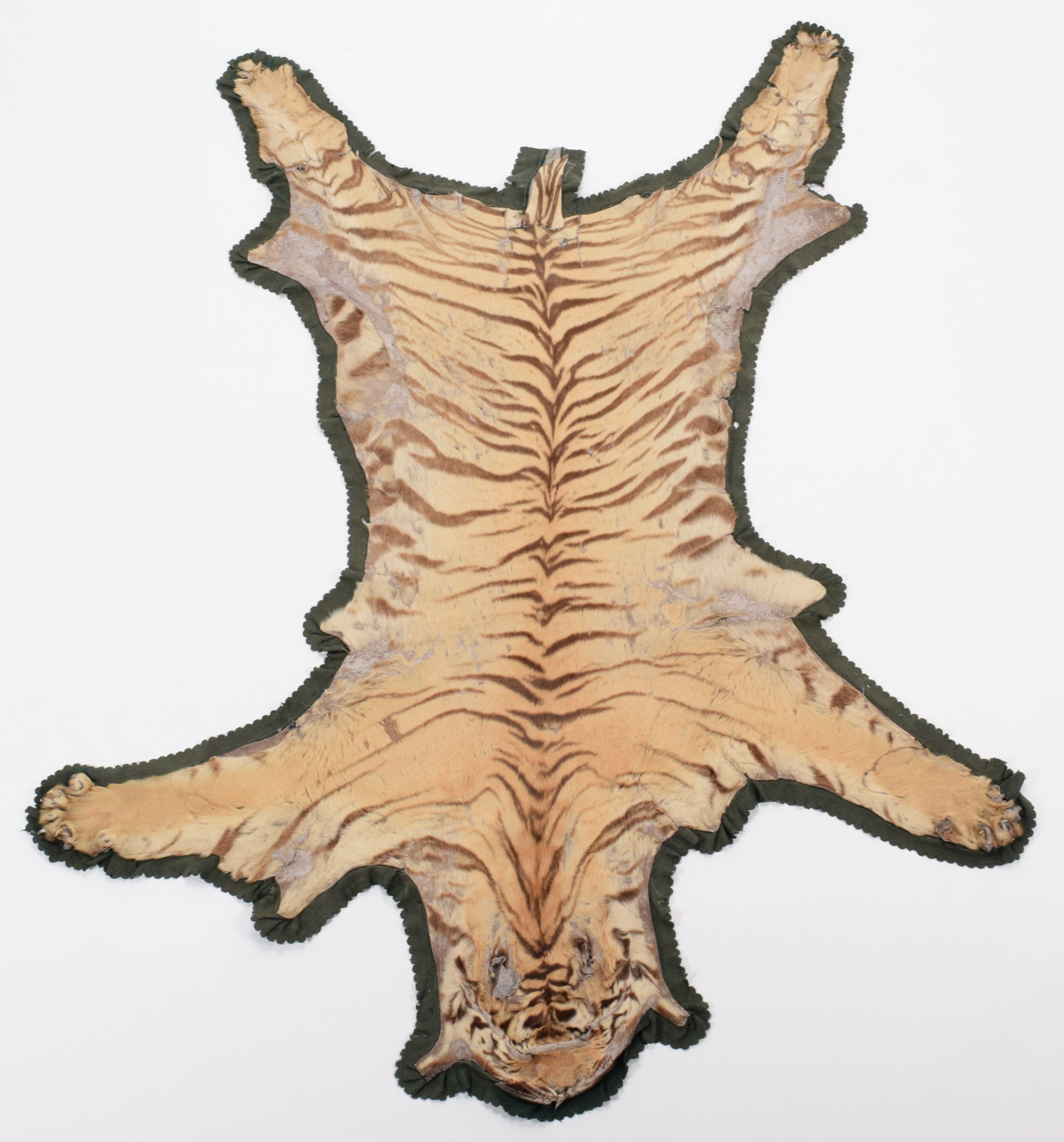 Lot 154 - Taxidermy: Bengal Tiger Skin (Panthera