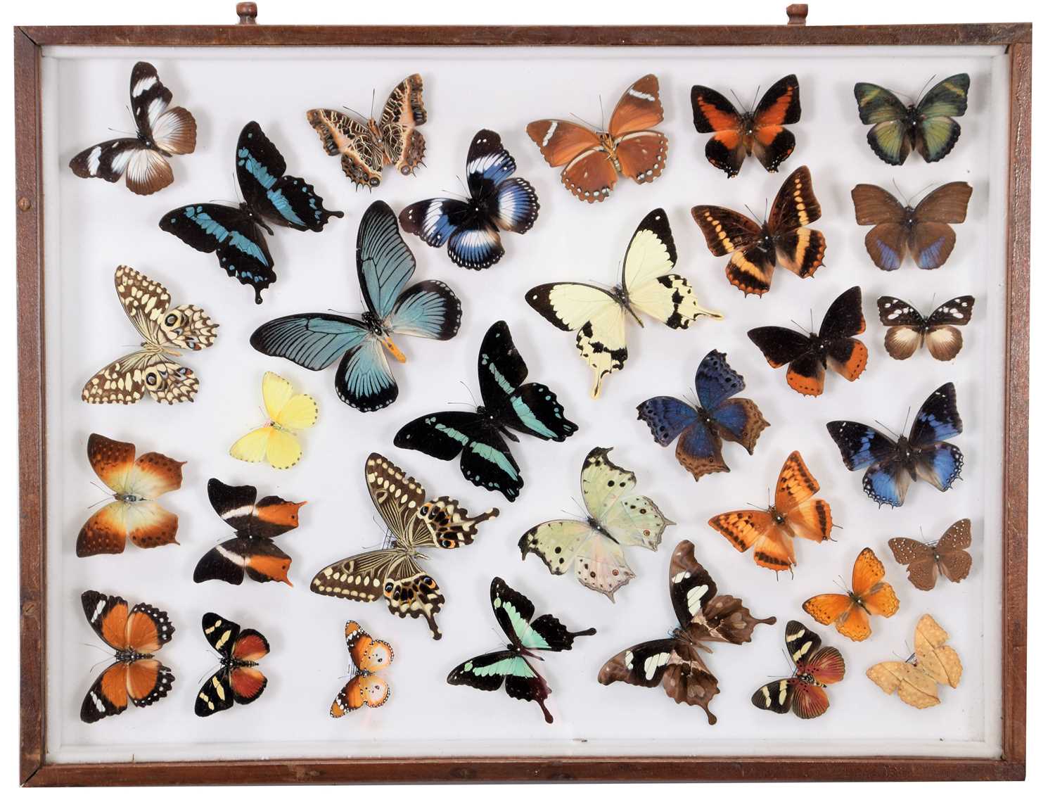 Lot 212 - Entomology: A Glazed Display of African