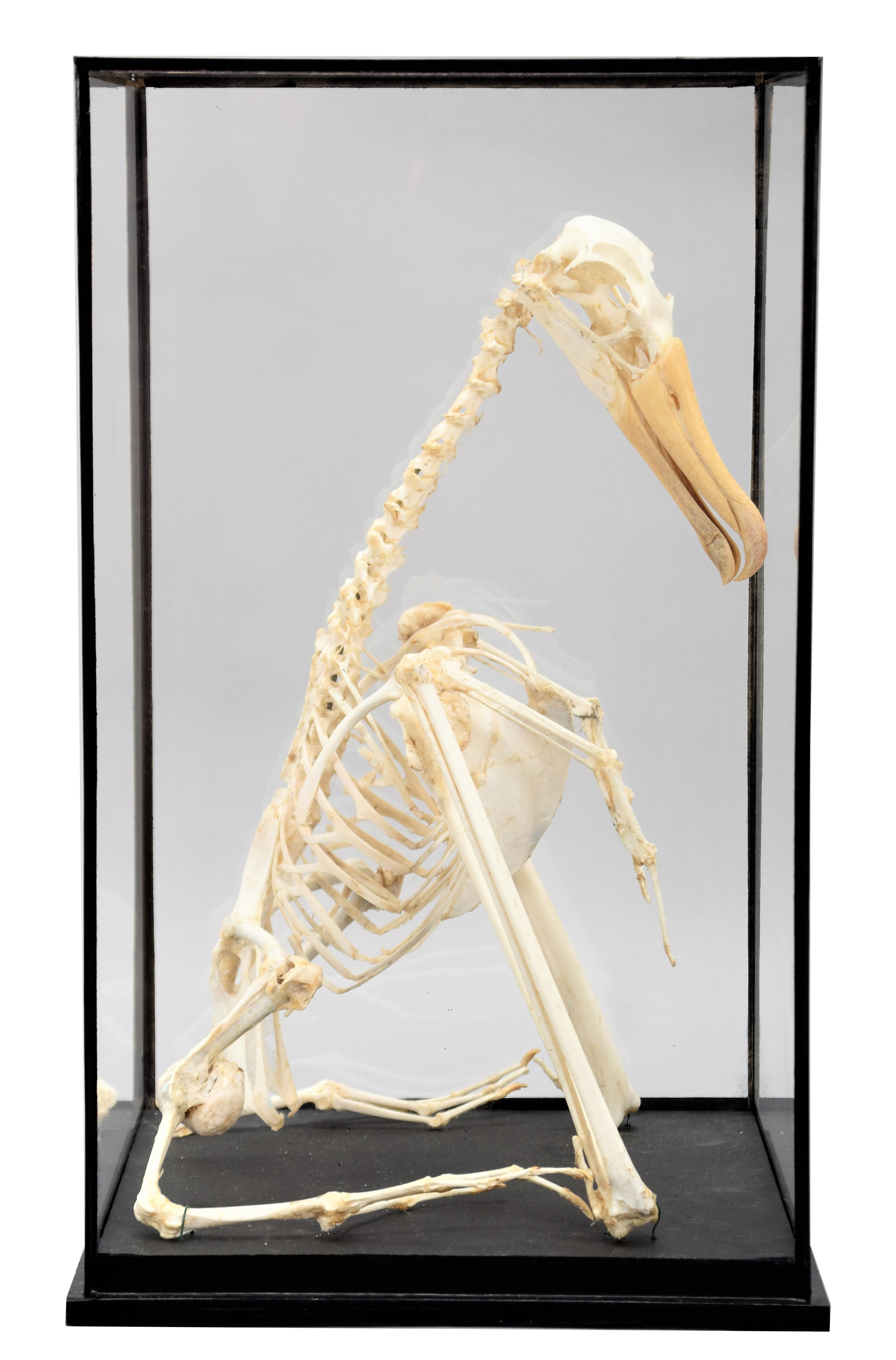 Lot 159 - Skeleton/Anatomy: A Cased Albatross Skeleton,