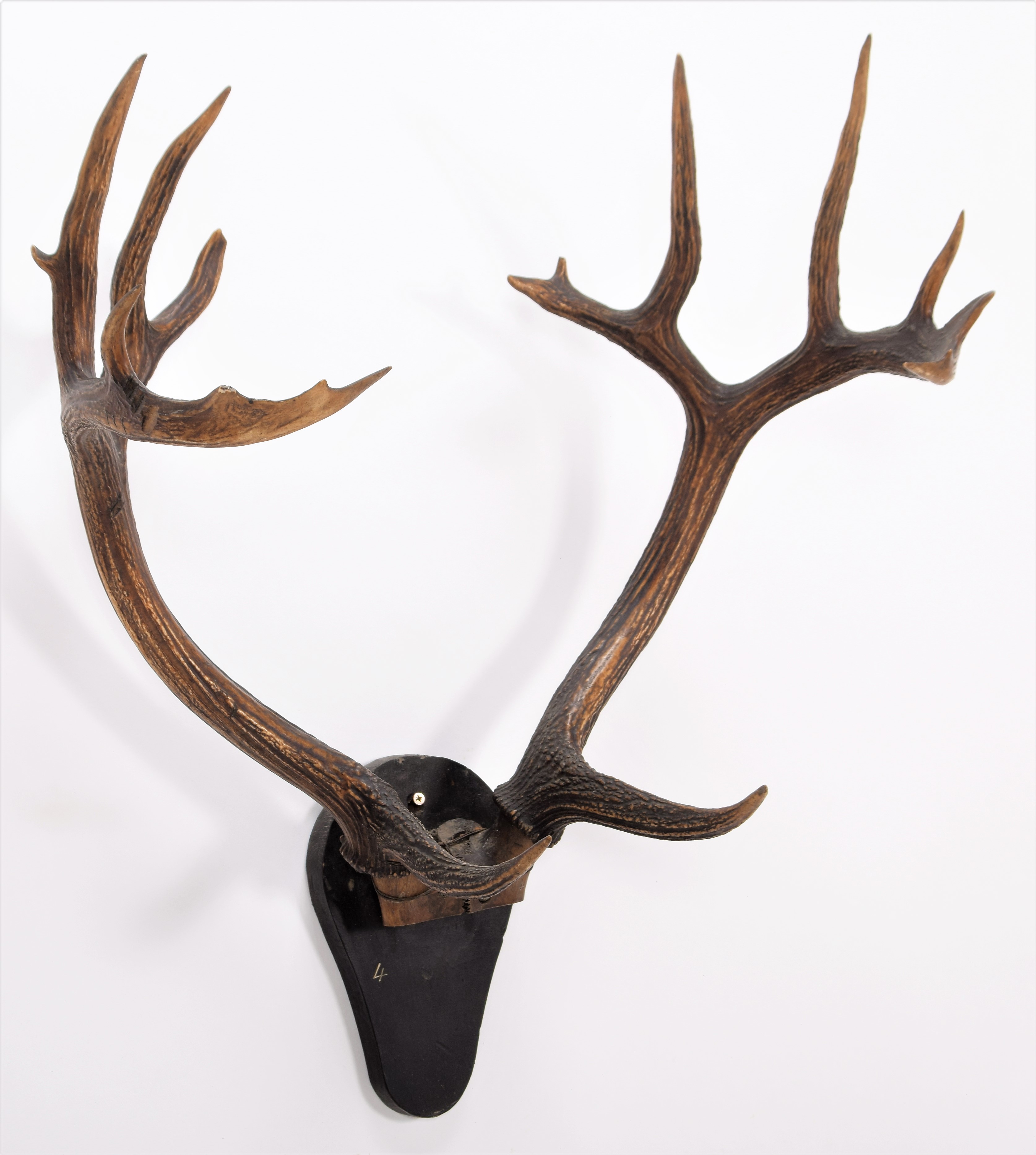 Lot 24 - Antlers/Horns: Barasingha or Swamp Deer