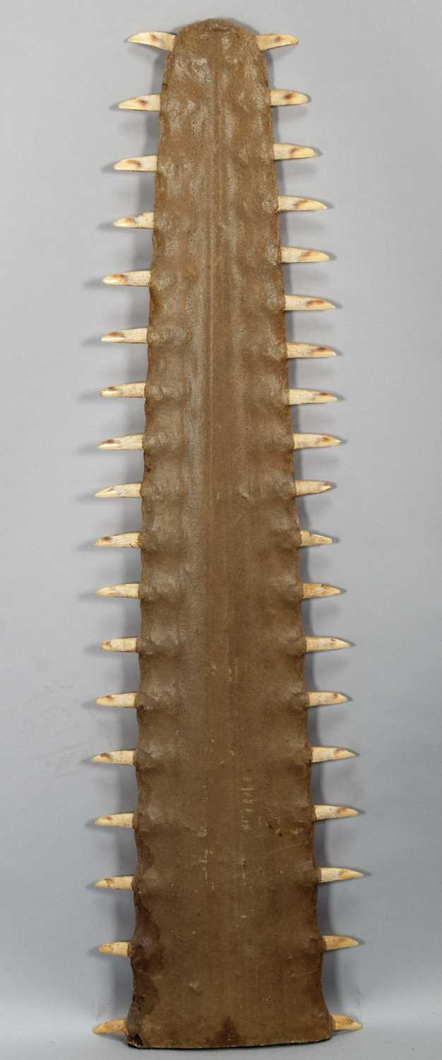 Lot 185 - Natural History: A Large Sawfish Rostrum
