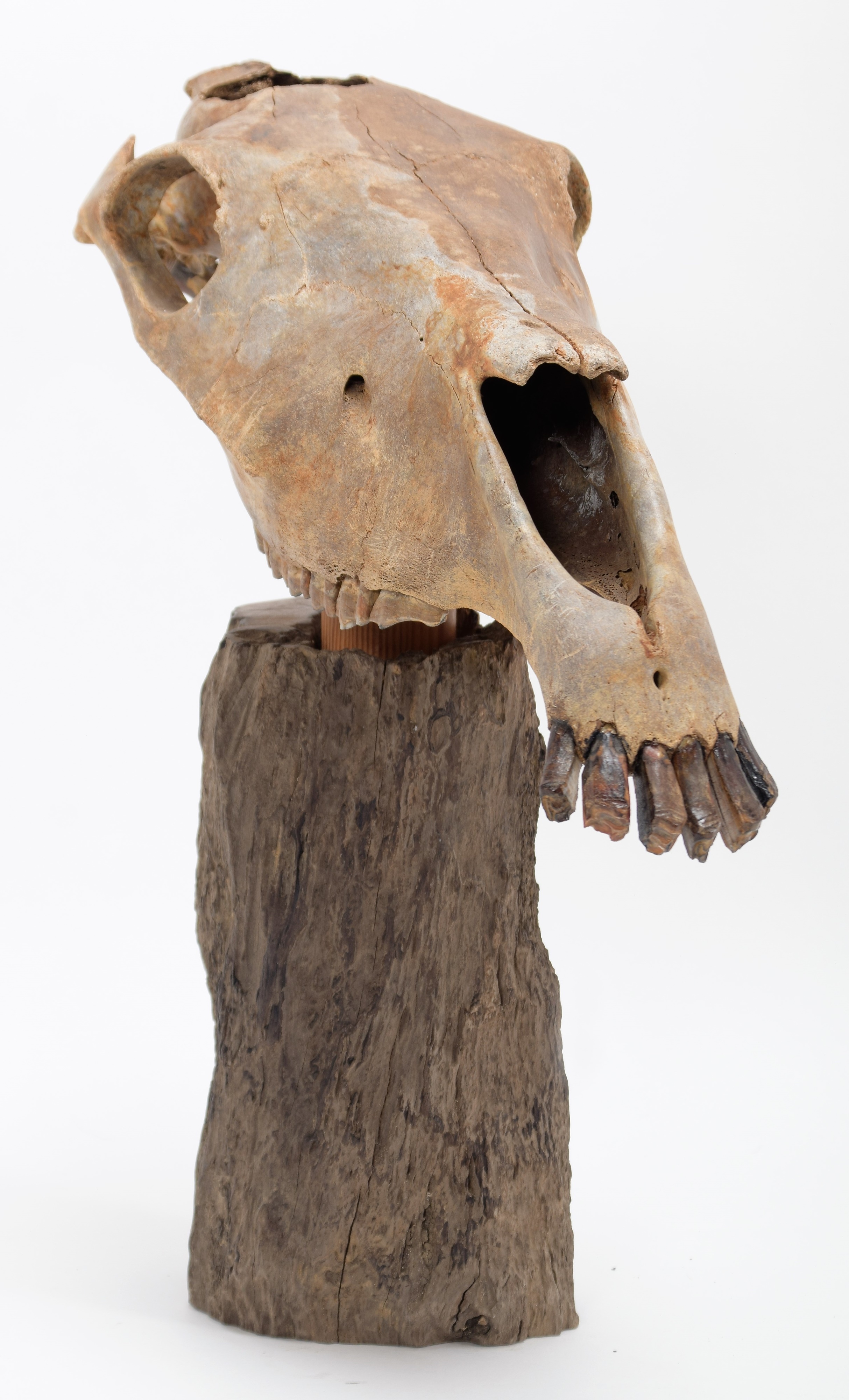 Lot 114 - Skulls/Anatomy: A Horse Skull on Stand