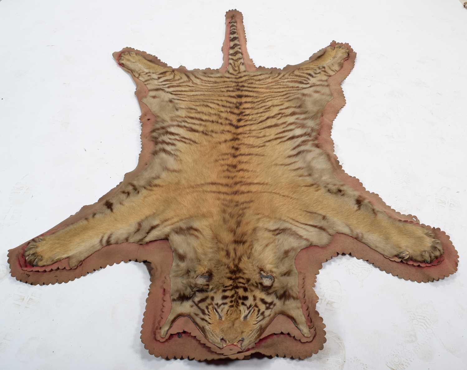 Lot 17 - Taxidermy: Bengal Tiger Skin (Panthera tigris