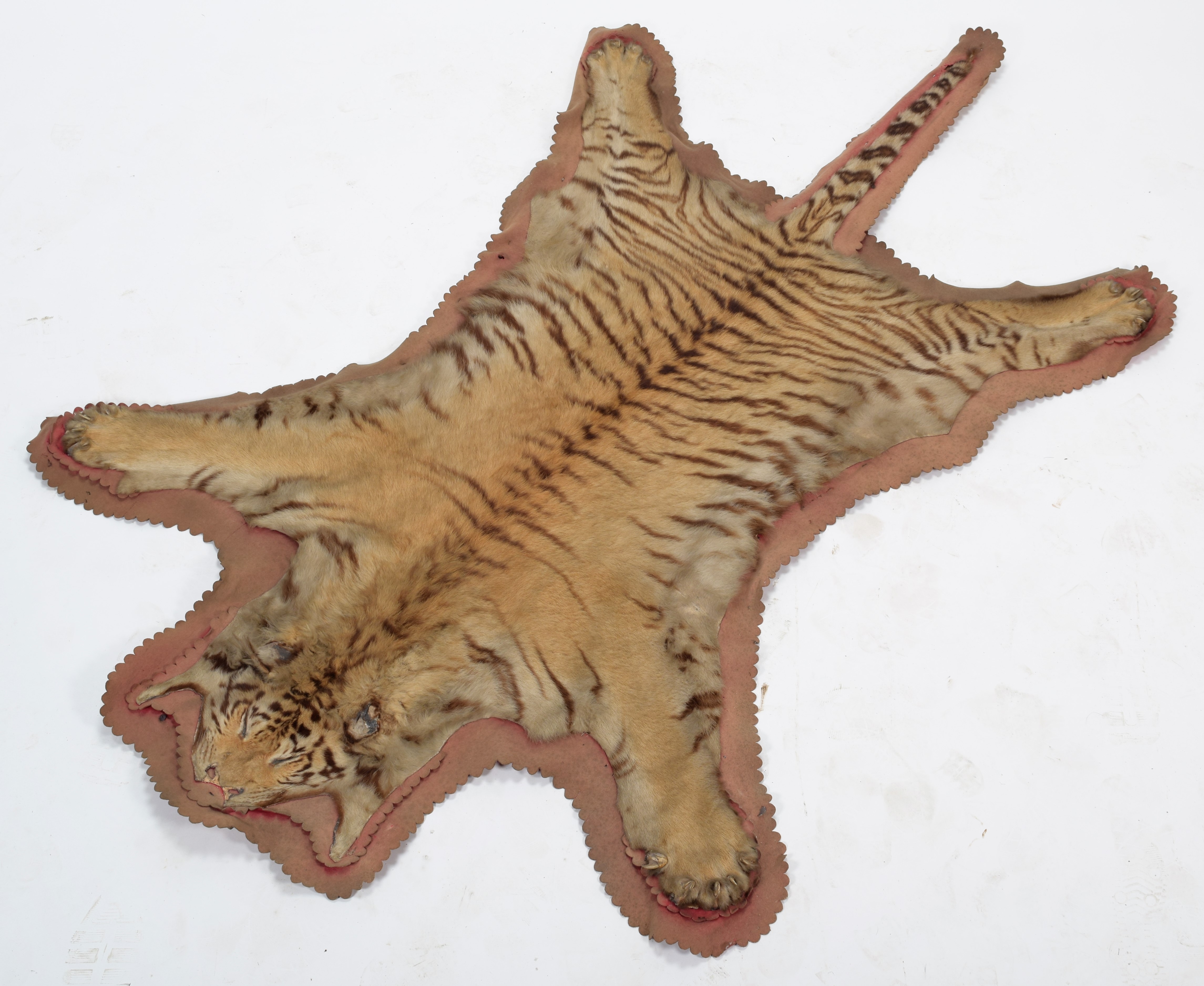 Lot 17 - Taxidermy: Bengal Tiger Skin (Panthera tigris
