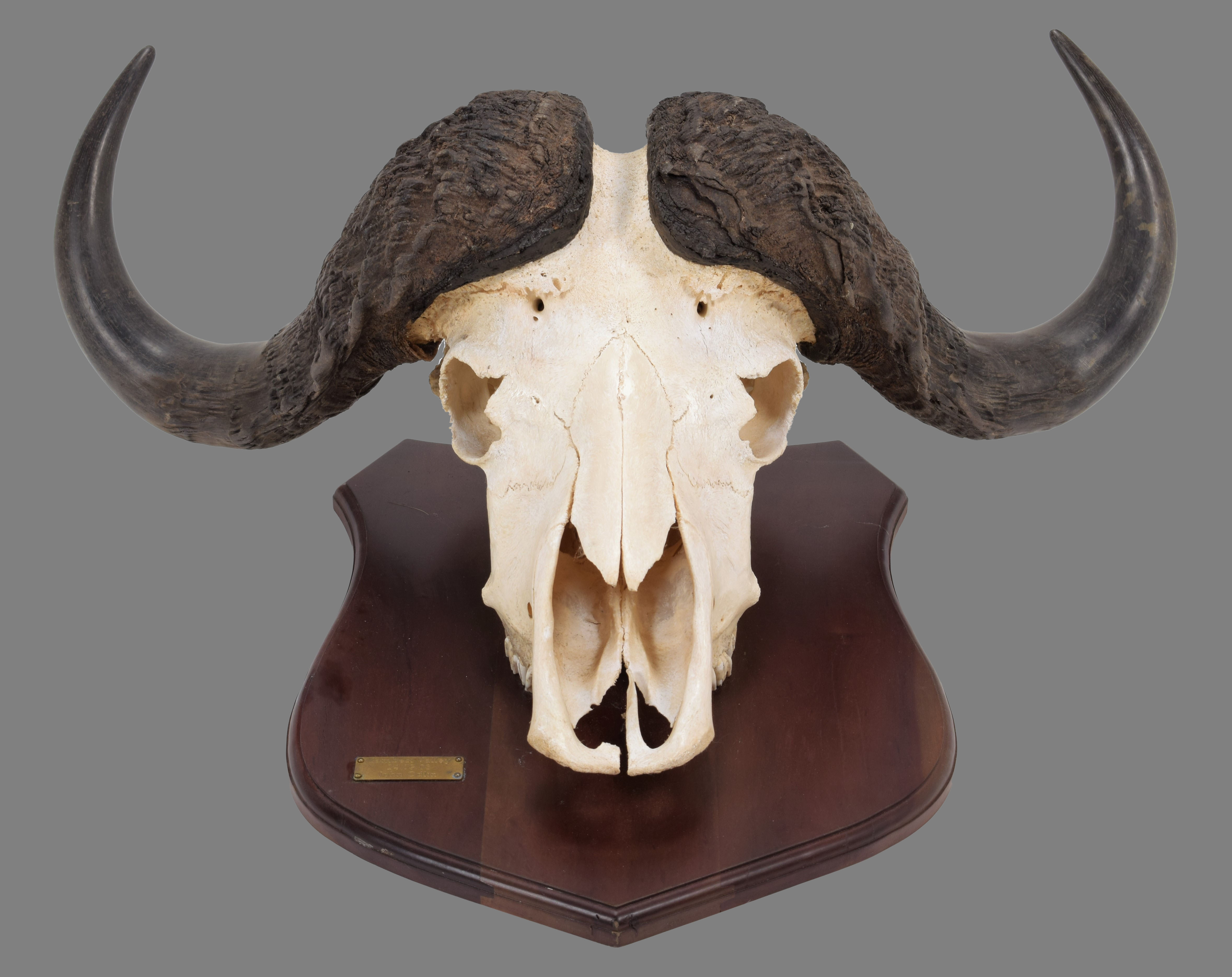 Lot 80 - Skulls/Anatomy: Cape Buffalo (Syncerus