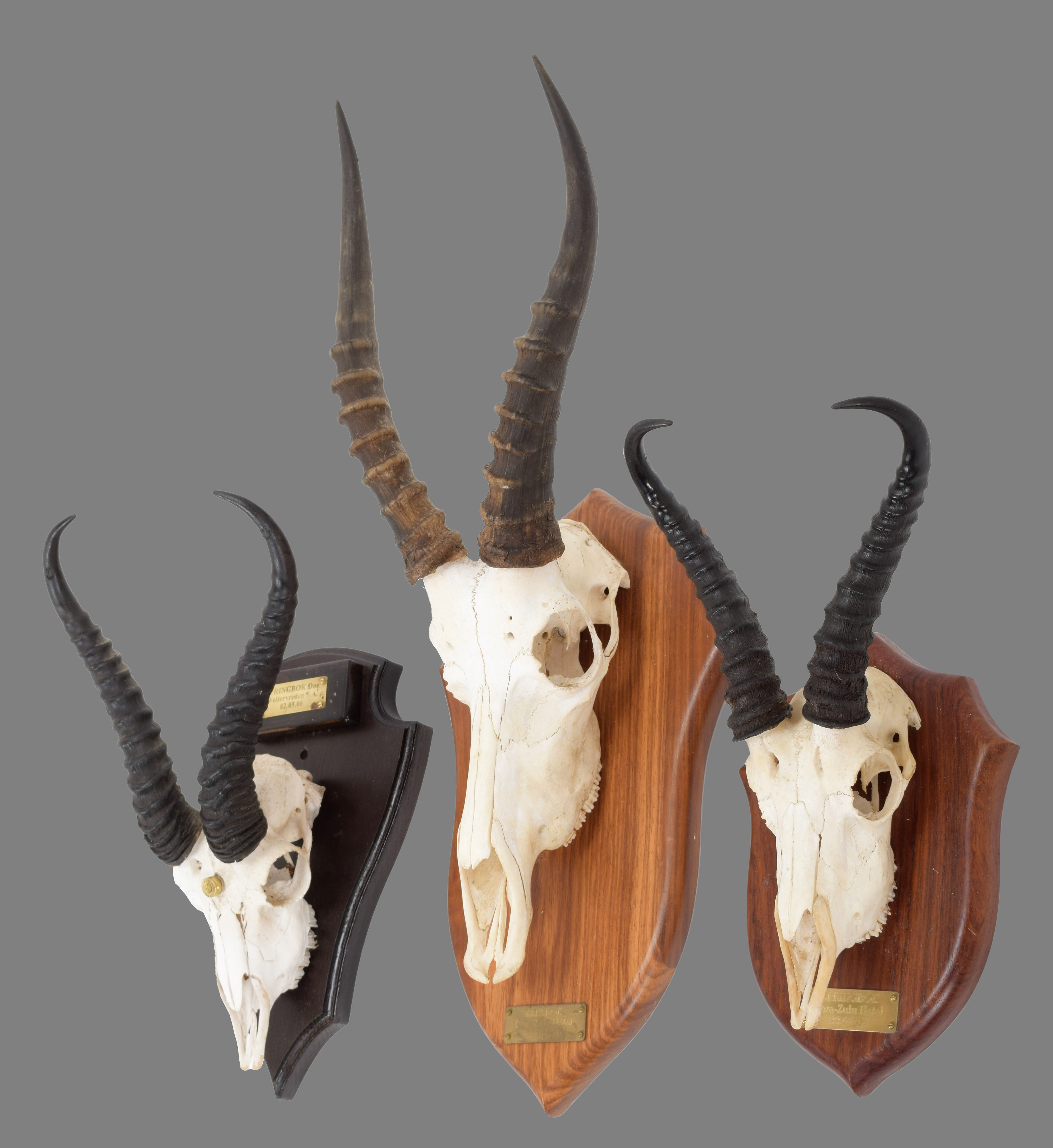 Lot 250 - Antlers/Horns: South African Springbok